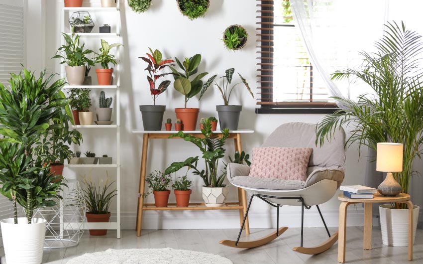 8 trendy must-have plants for a home d?cor glow up | Beautiful Homes